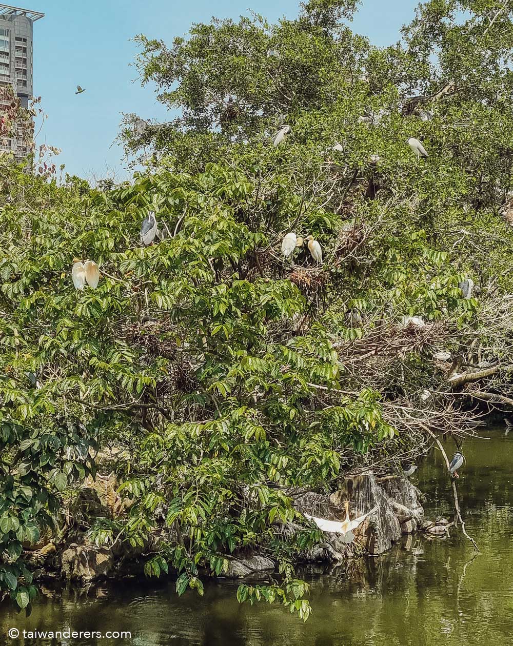 Daan Forest Park in Taipei, Taiwan Guide + Photos - Taiwanderers