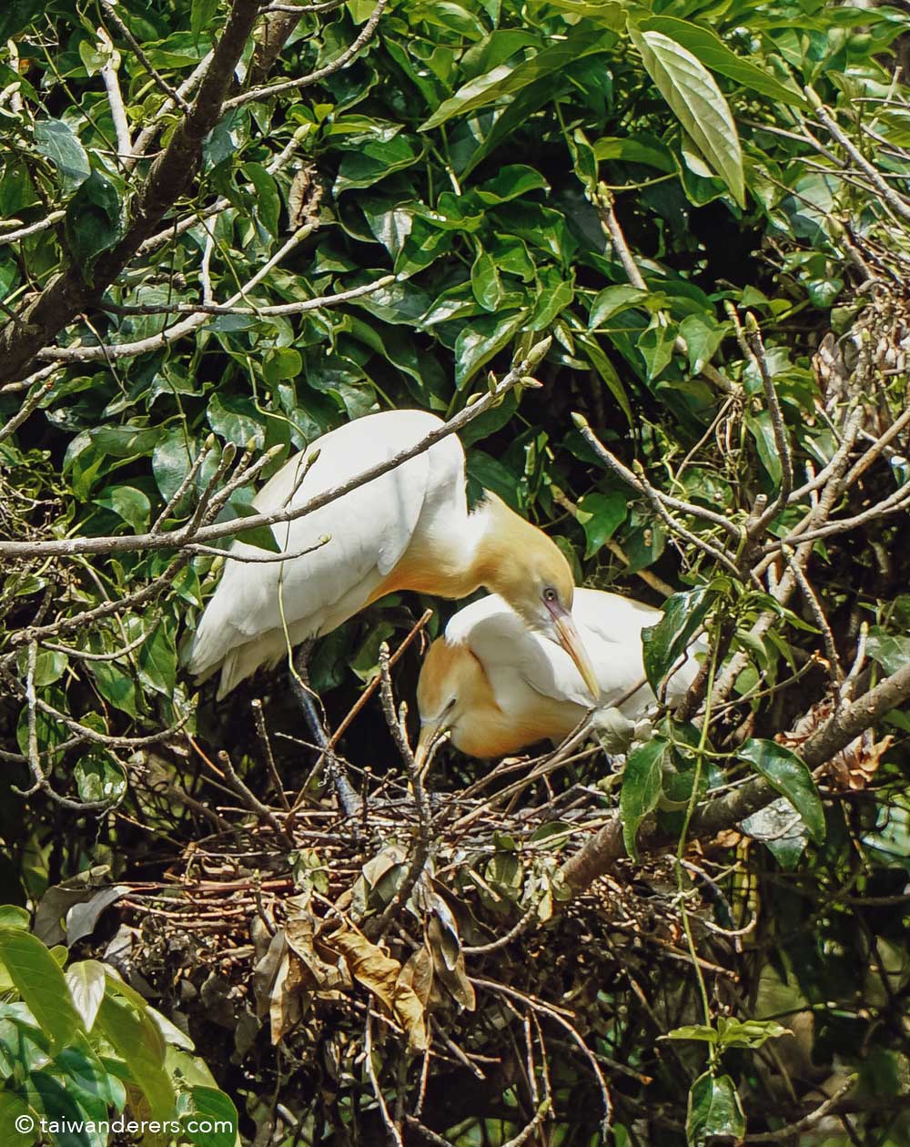 Daan Forest Park in Taipei, Taiwan Guide + Photos - Taiwanderers