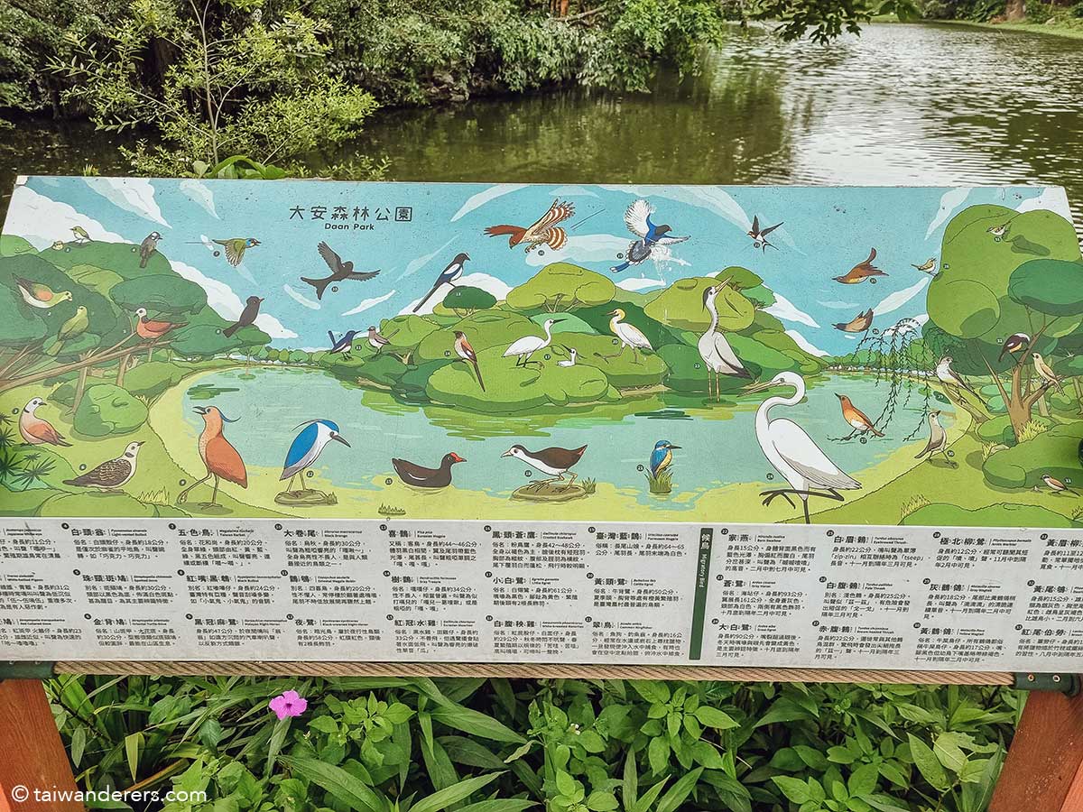 Daan Forest Park in Taipei, Taiwan Guide + Photos - Taiwanderers