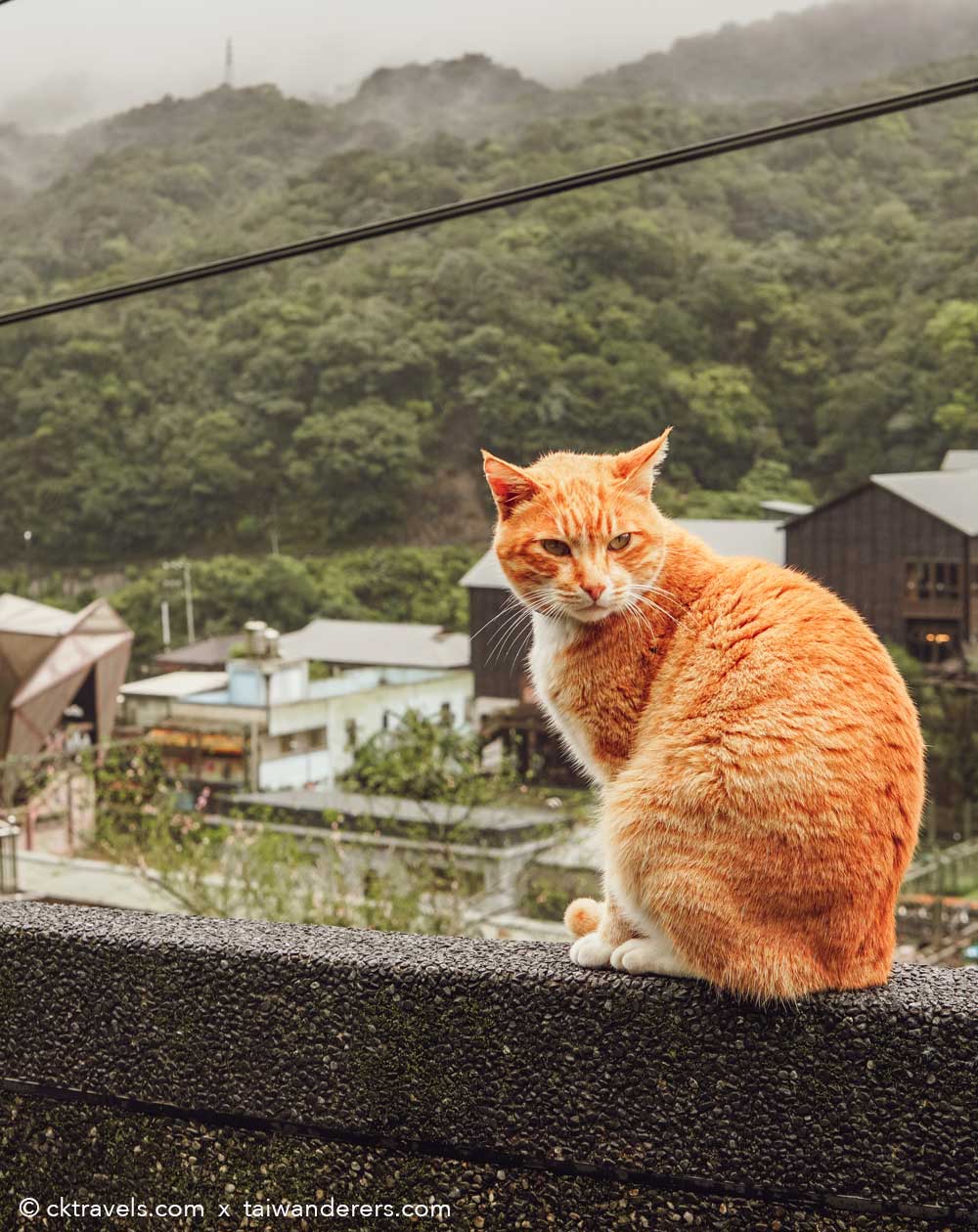 Houtong Cat Village - A Day Trip From Taipei + Photos - Taiwanderers
