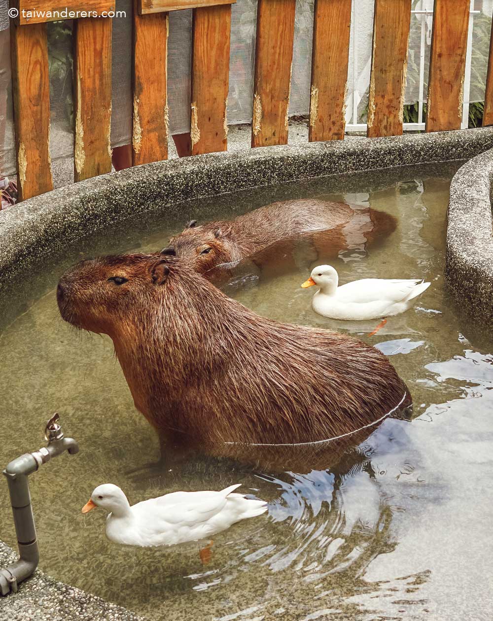 Capybara Knight 水豚騎士 in Taipei - Taiwan’s Capybara Cafe - Taiwanderers