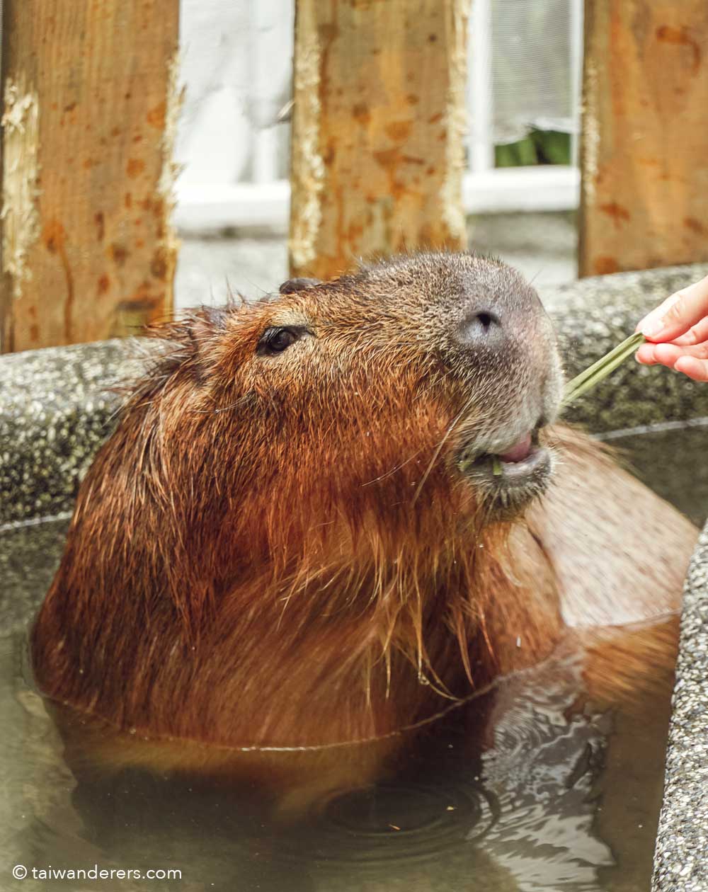 Capybara Knight 水豚騎士 in Taipei - Taiwan’s Capybara Cafe - Taiwanderers