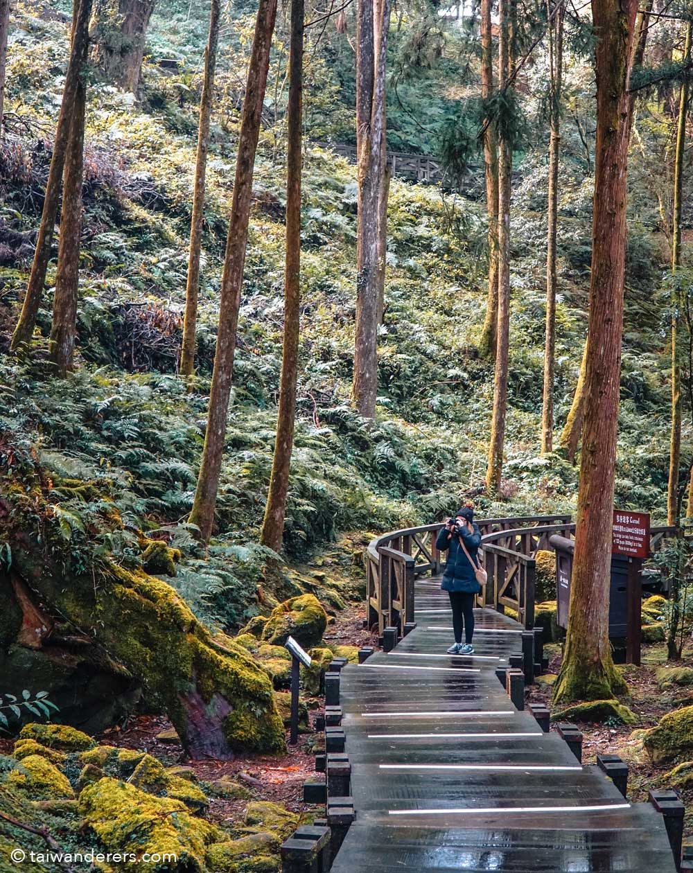 Alishan Sunrise Train and Sea of Clouds Guide + Photos 2025 - Taiwanderers