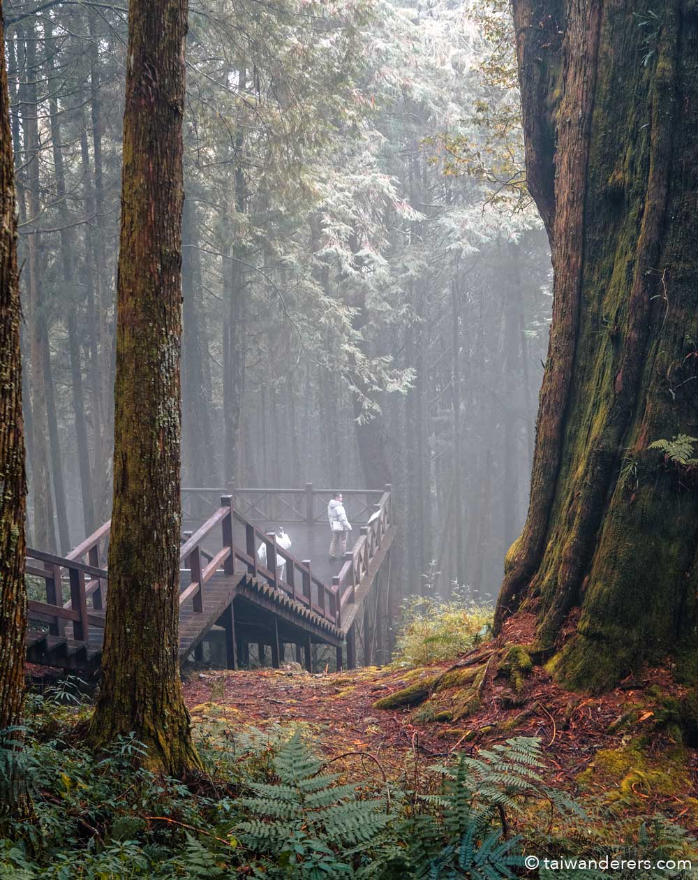 Alishan Itinerary - 2 to 3 Days in Alishan, Taiwan Guide 2025 ...