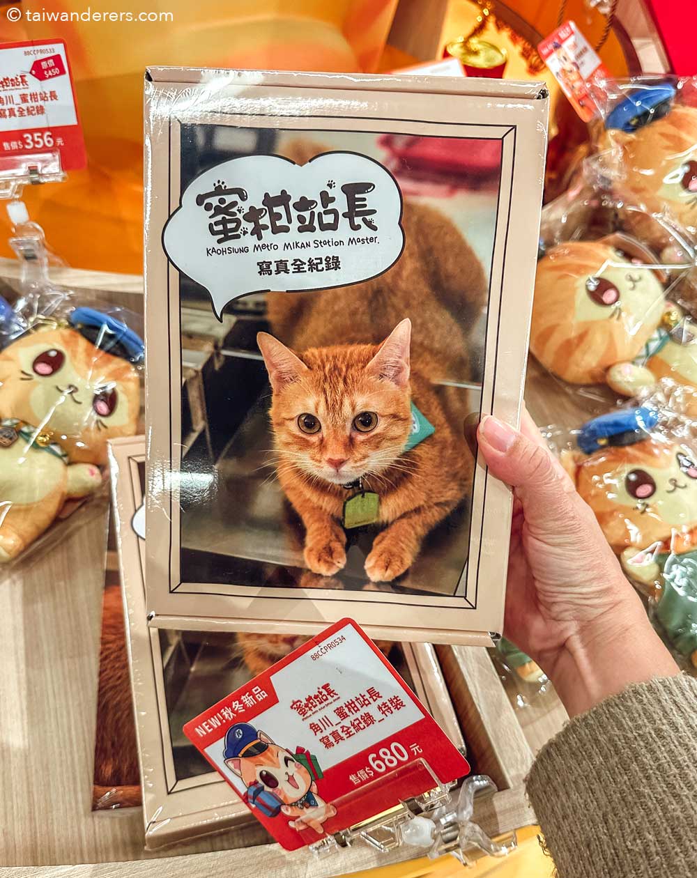 Mikan 蜜柑, Kaohsiung’s Famous Station Cat in Taiwan + Photos - Taiwanderers
