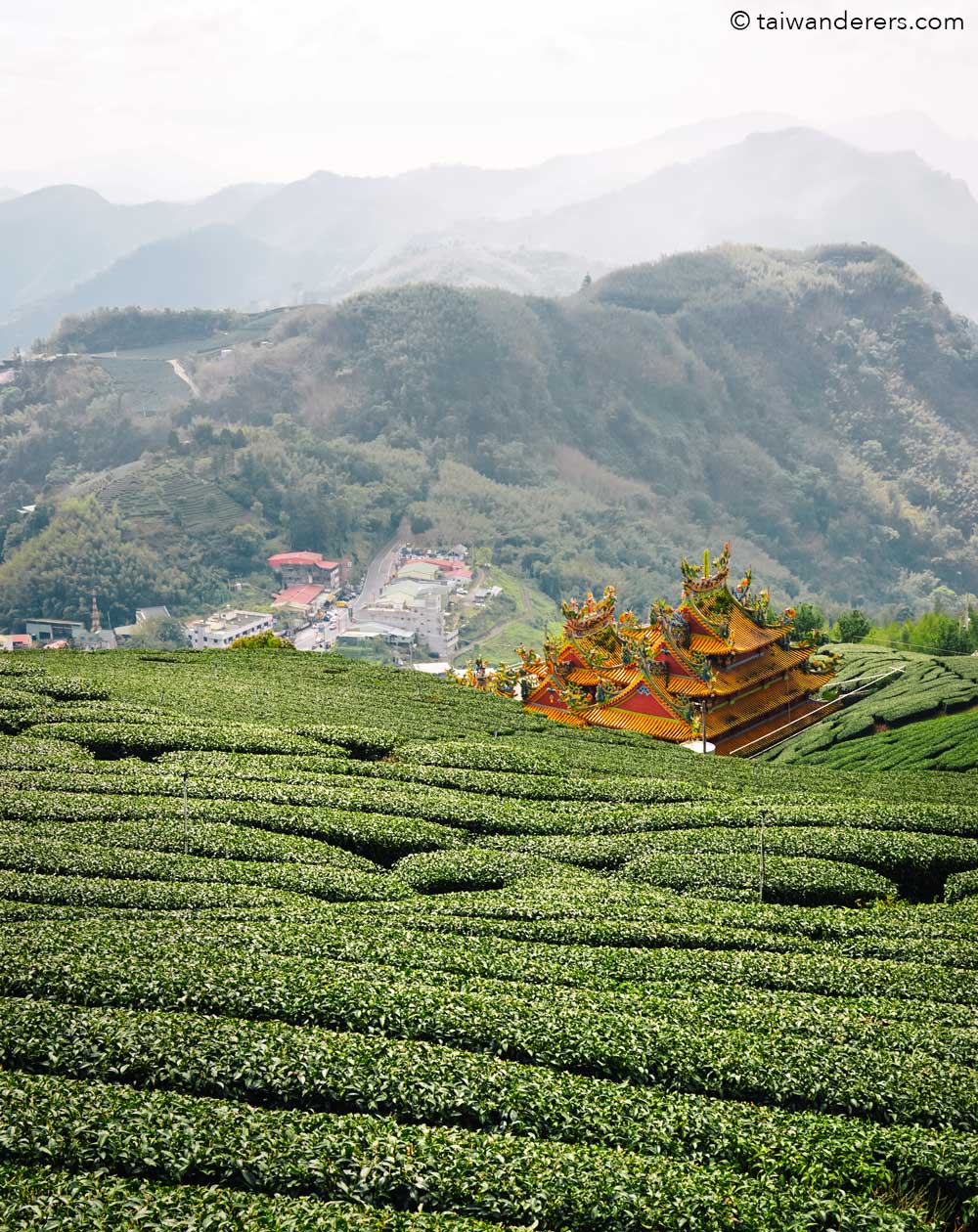 Shizhuo’s Tea Field Trails 石桌 - An Easy Trip From Alishan or Chiayi ...
